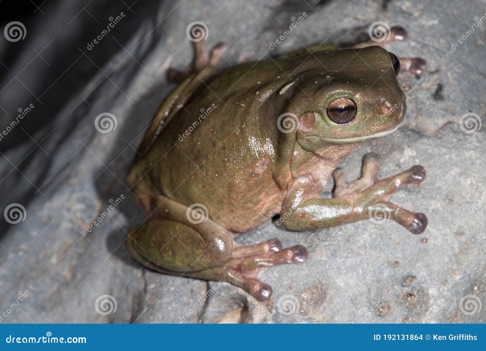 Green Tree Frog stock photo. Image of ranoidea, litoria - 192131864