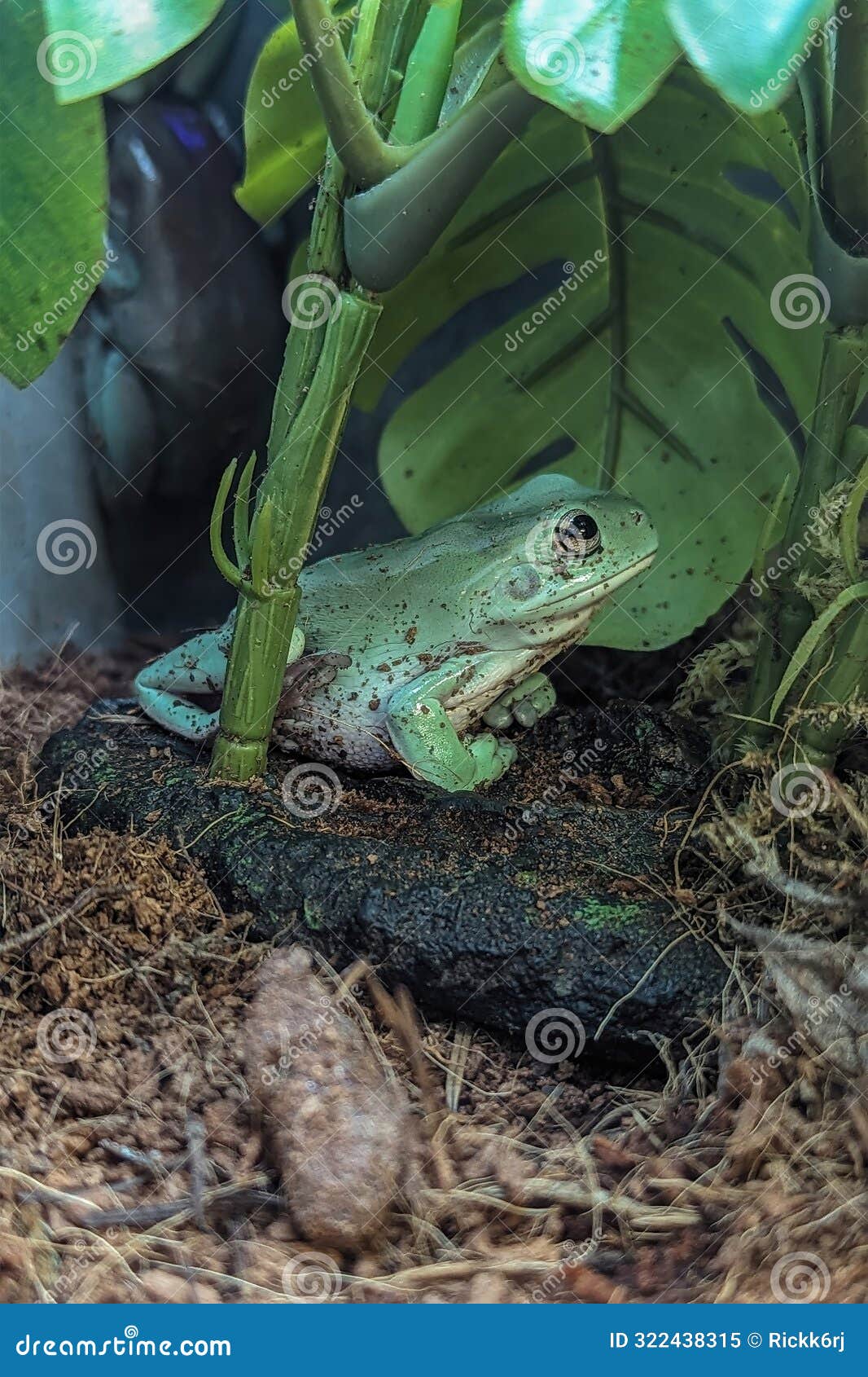 A Green Tree Frog Sheltering Under Plant Leaves Stock Image - Image of ...