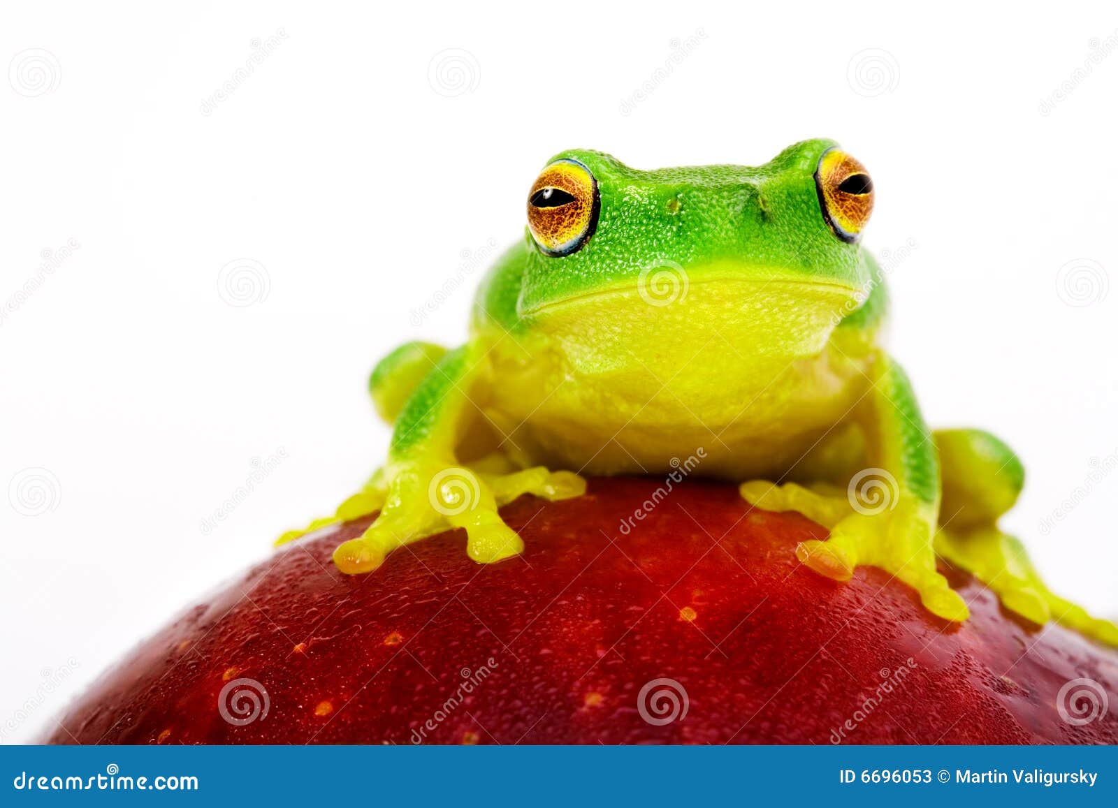 Green Tree Frog Sitting on Apple Stock Image - Image of closeup ...