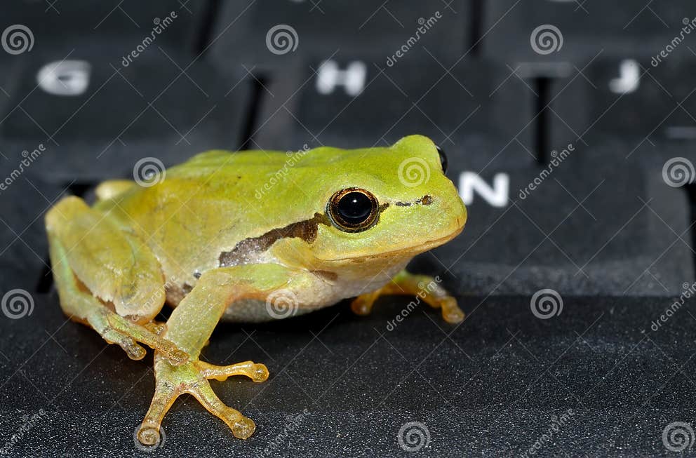 Green Tree Frog Sitting on Computer Keyboard Stock Image - Image of ...