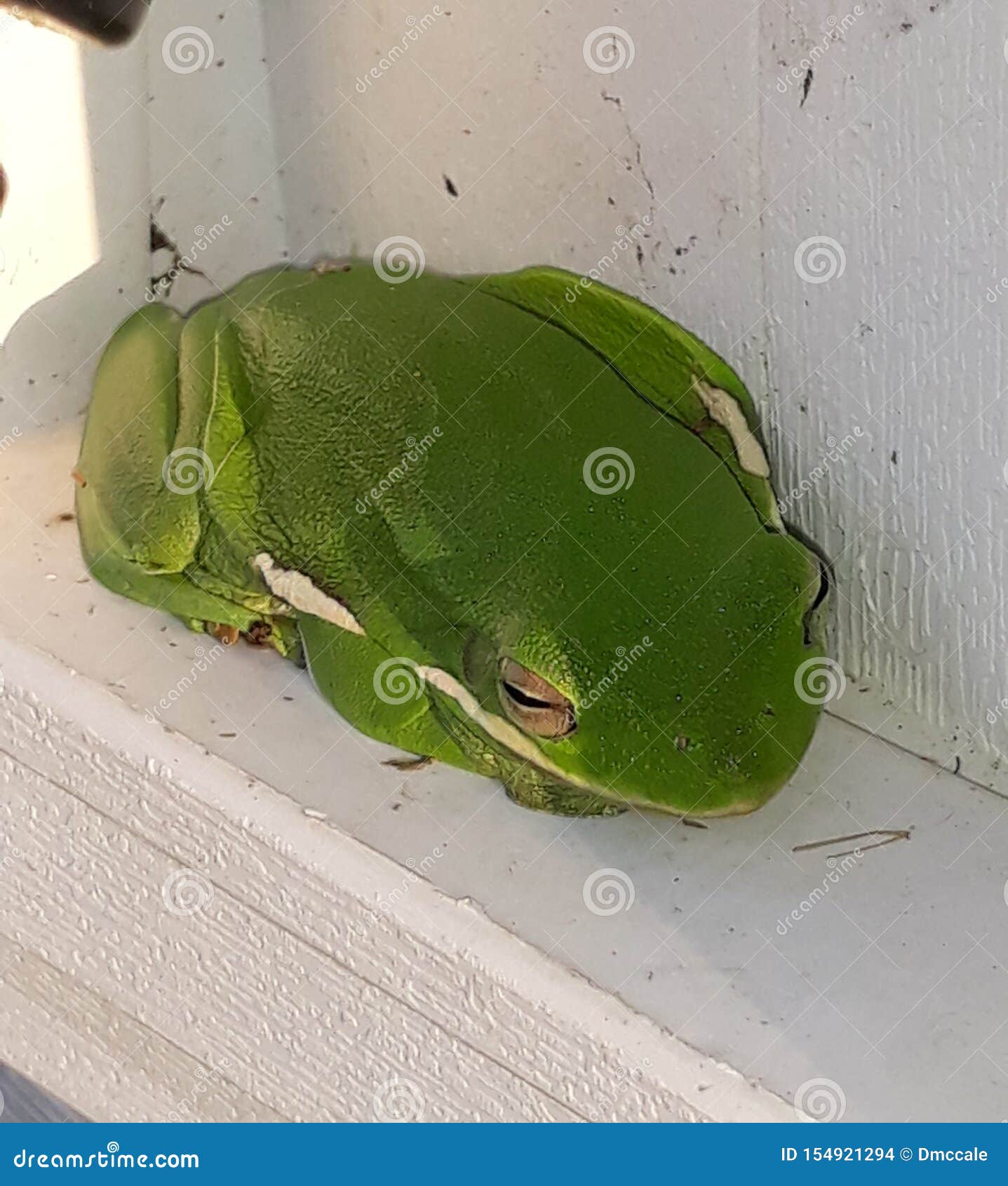 Green tree frog stock photo. Image of sitting, eyes - 154921294