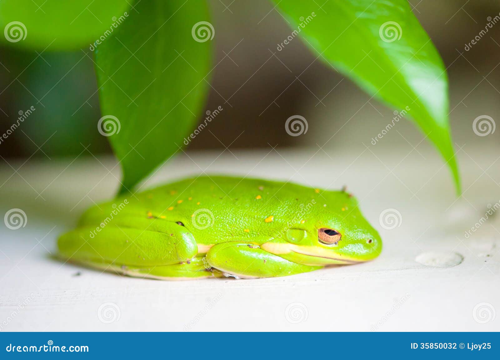 Green tree frog stock photo. Image of green, wildlife - 35850032