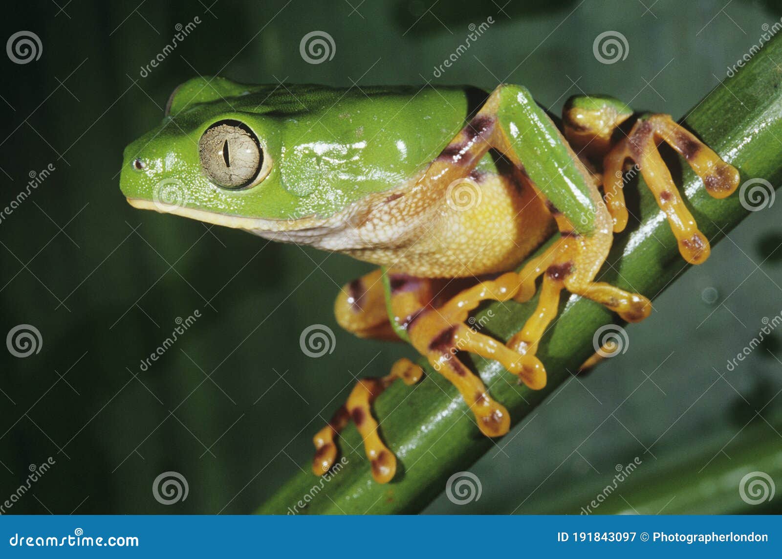 Green Tree Frog on Stem Close-up Stock Image - Image of animal, tree ...
