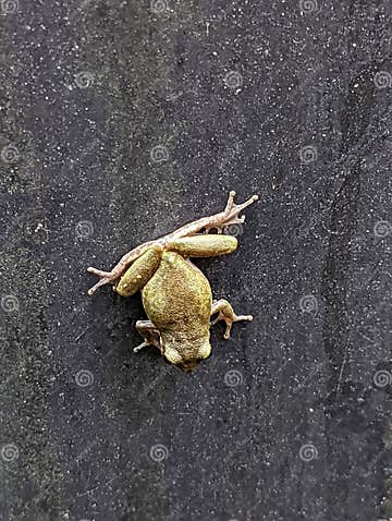 Green Tree Frog Upside Down on Stone Stock Image - Image of wildlife ...