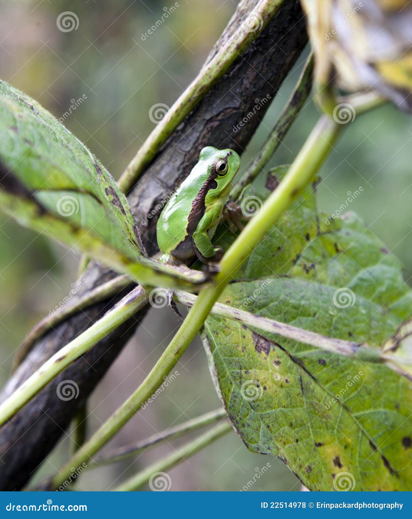 Green Tree Frog on Vine stock photo. Image of vine, tropical - 22514978