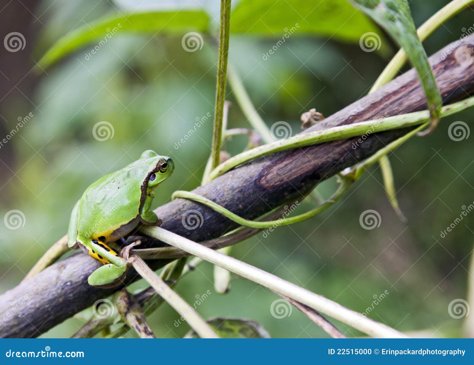 Green Tree Frog on Vine stock photo. Image of tropical - 22515000