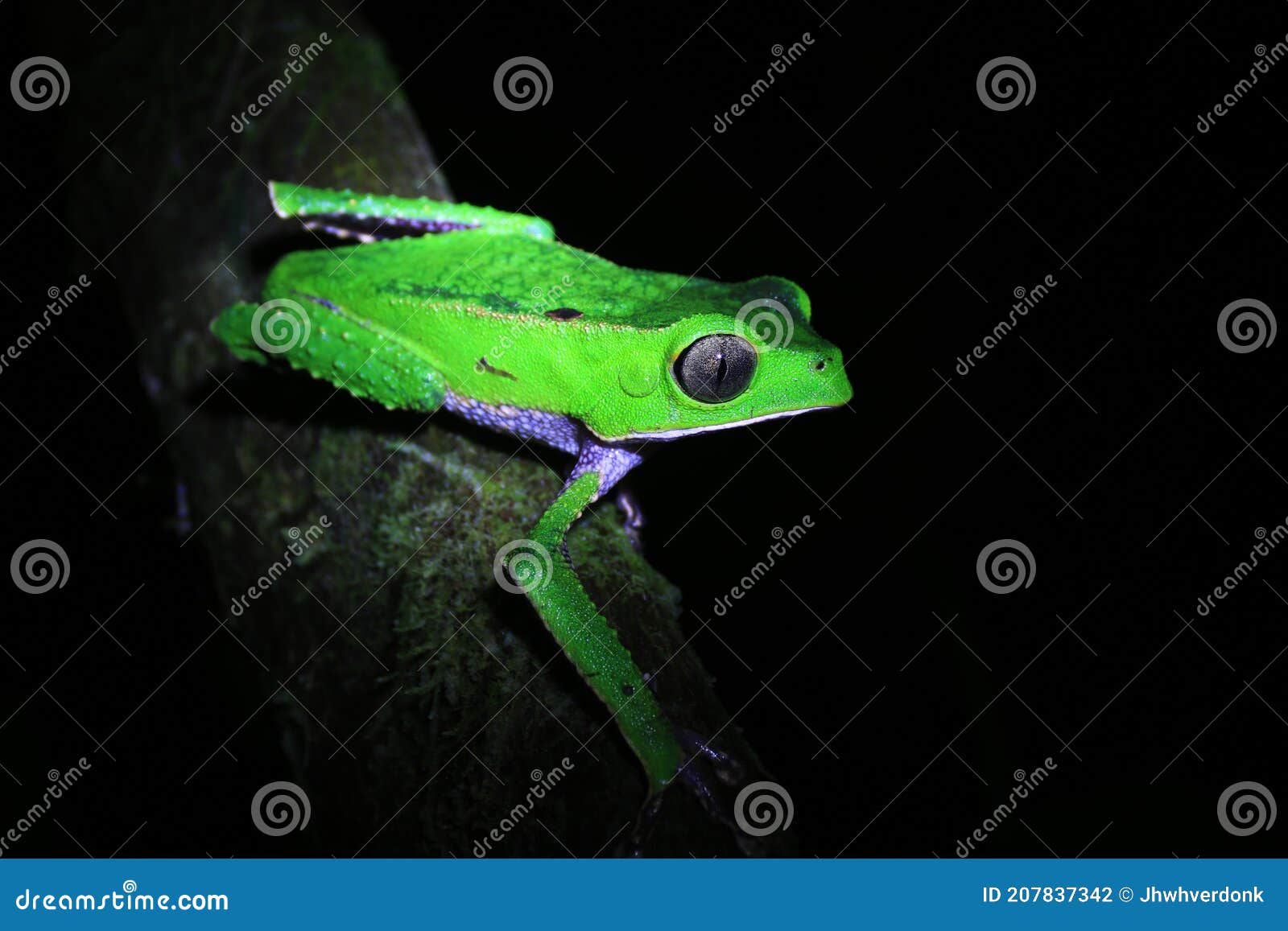 A Green Tree Frog Walking Over a Branch in the Ecuadorian Amazon ...