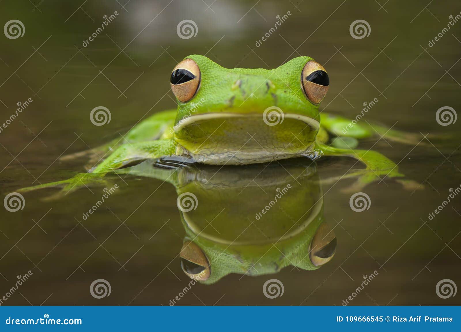 Green Frog in the Water stock image. Image of reptile - 109666545