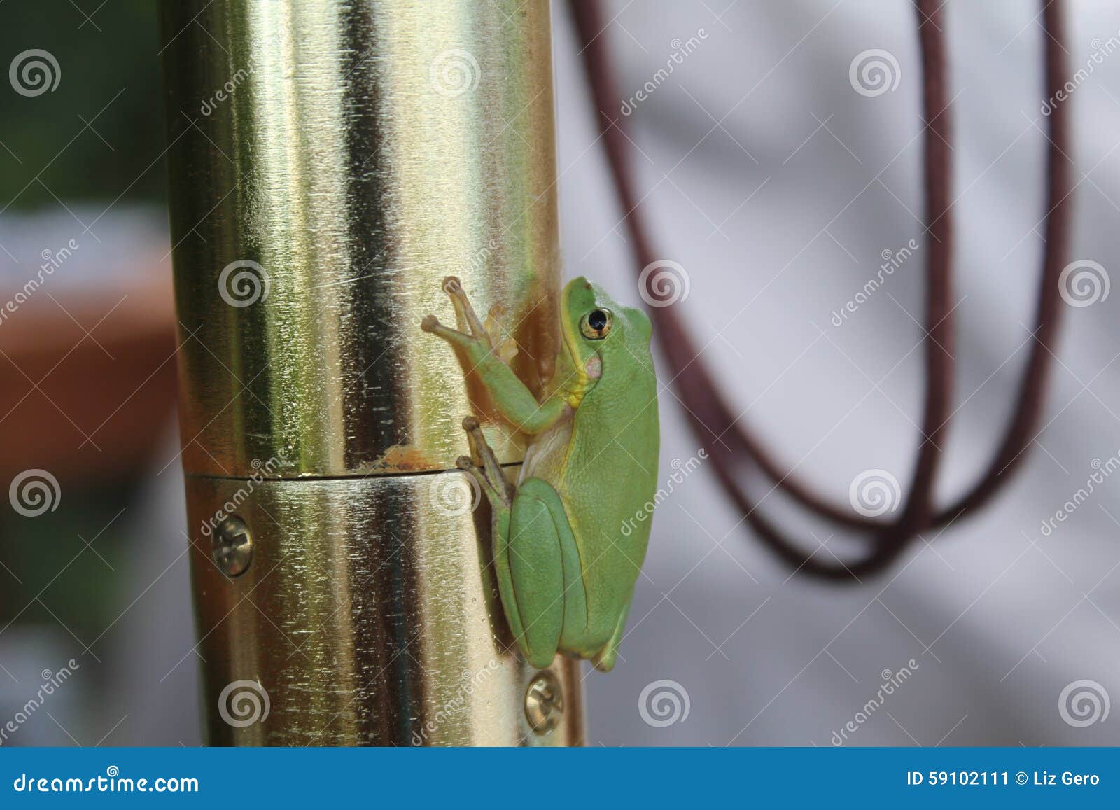 Green tree frog stock image. Image of green, nature, tree - 59102111