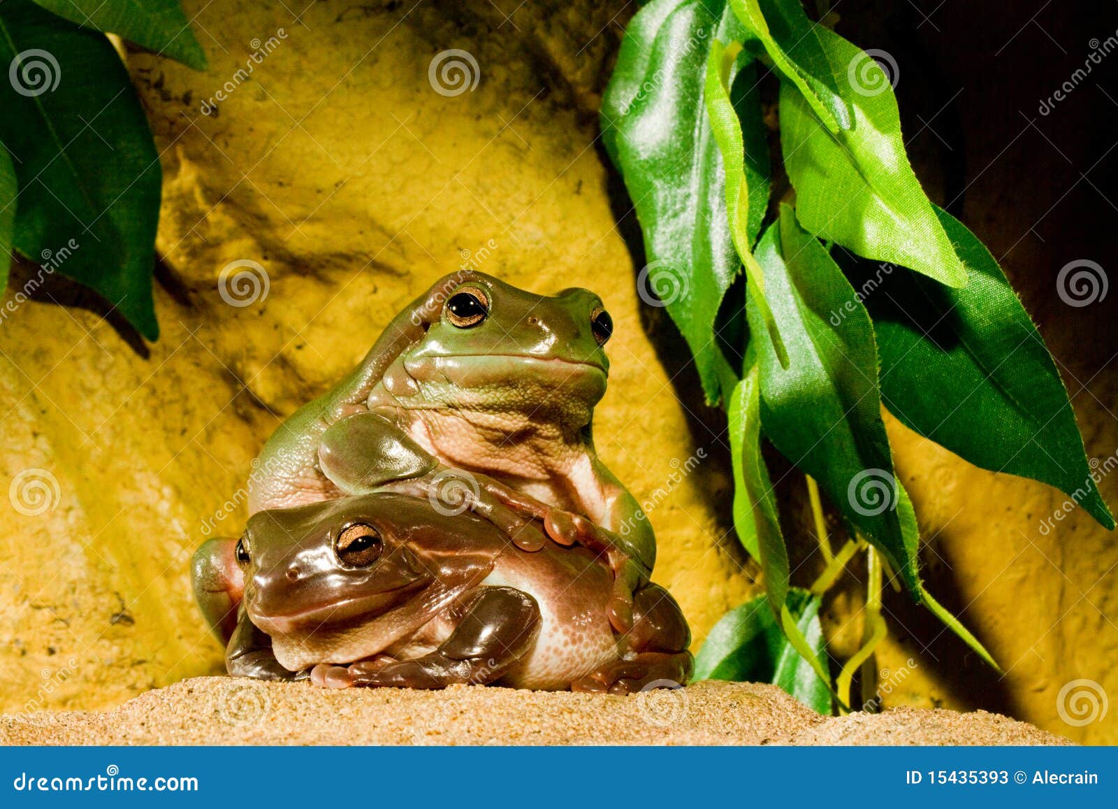 Green tree frogs stock image. Image of macro, tree, vertebrate - 15435393