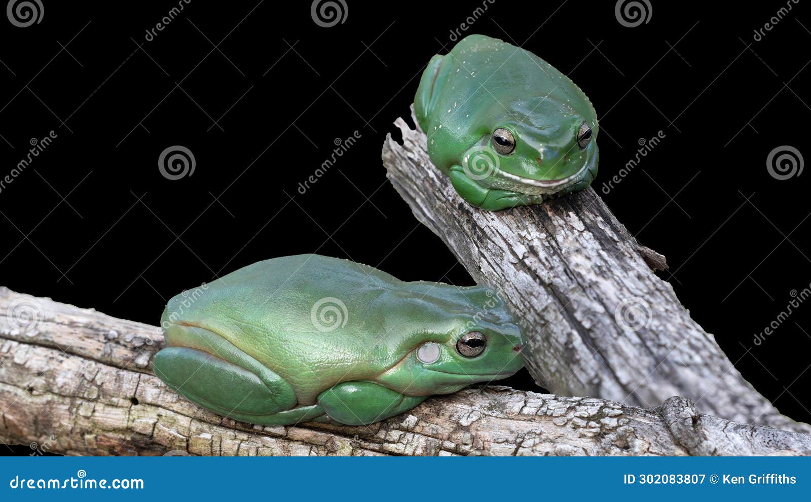 Green Tree Frogs stock image. Image of green, caerulea - 302083807