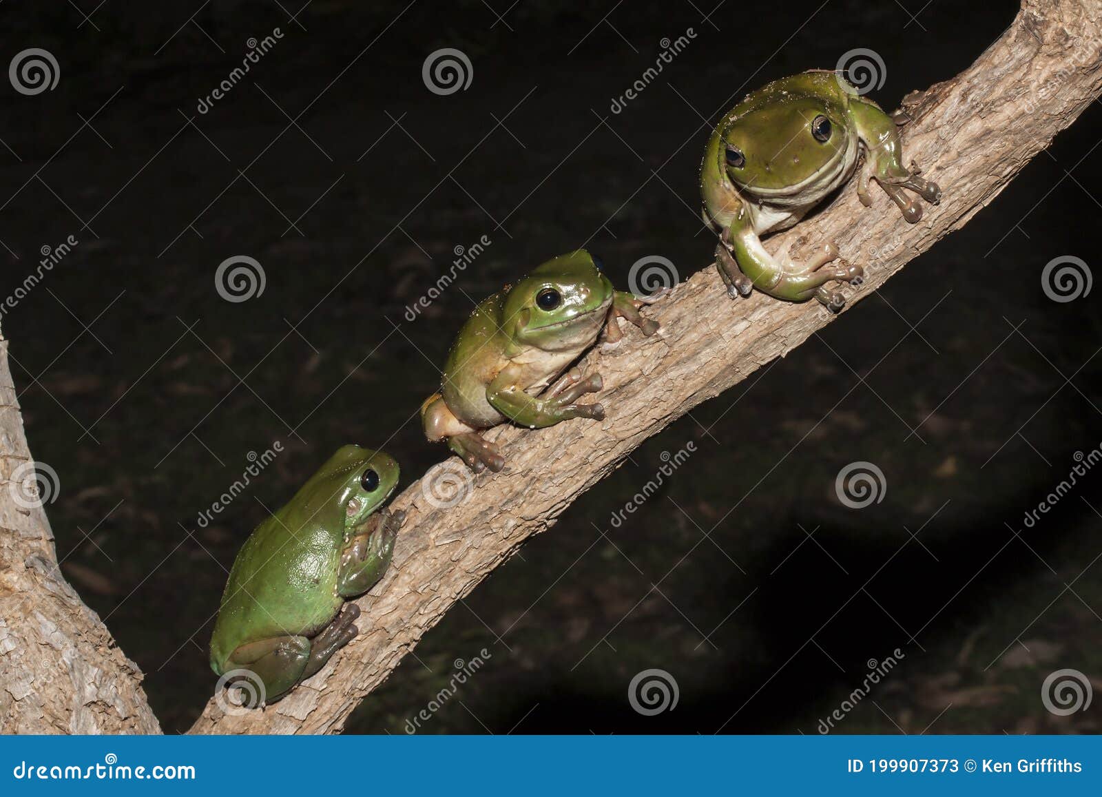Green Tree Frogs stock image. Image of resting, frogs - 199907373