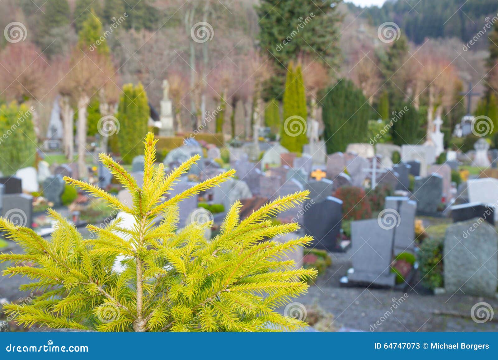 Green Tree in Front of Graveyard Stock Image - Image of outside, nature ...