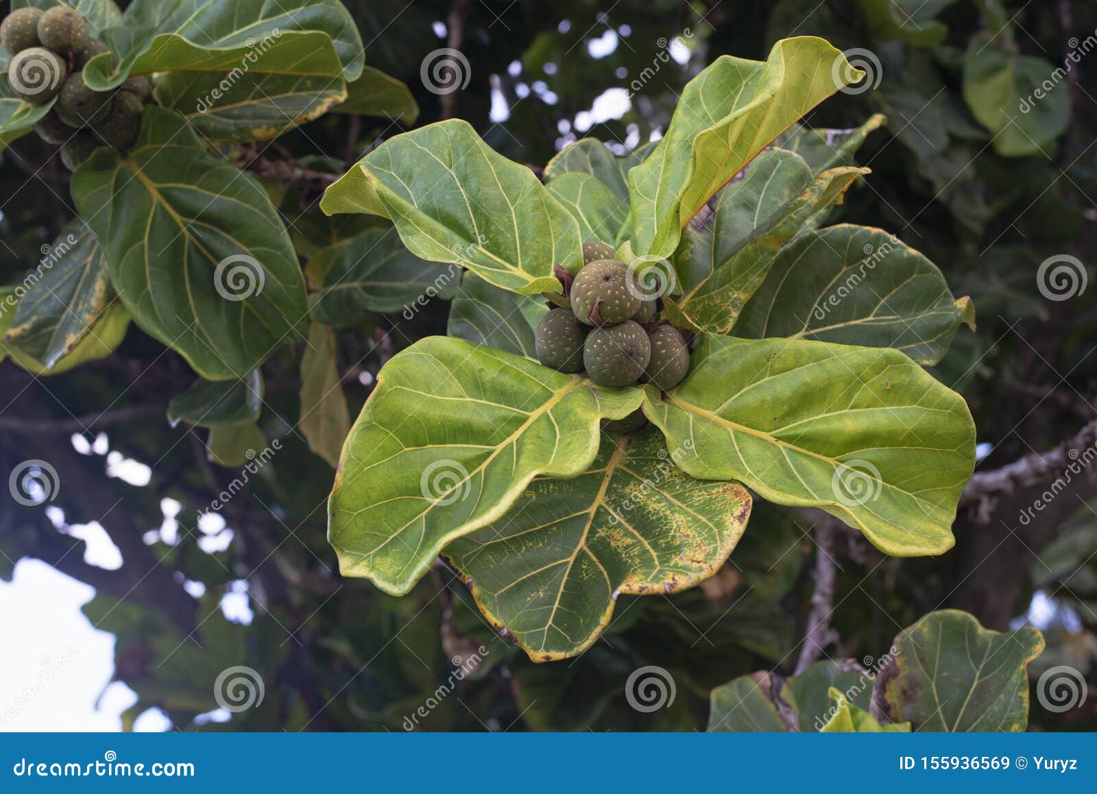 Green tree fruits stock image. Image of freshness, fruits - 155936569