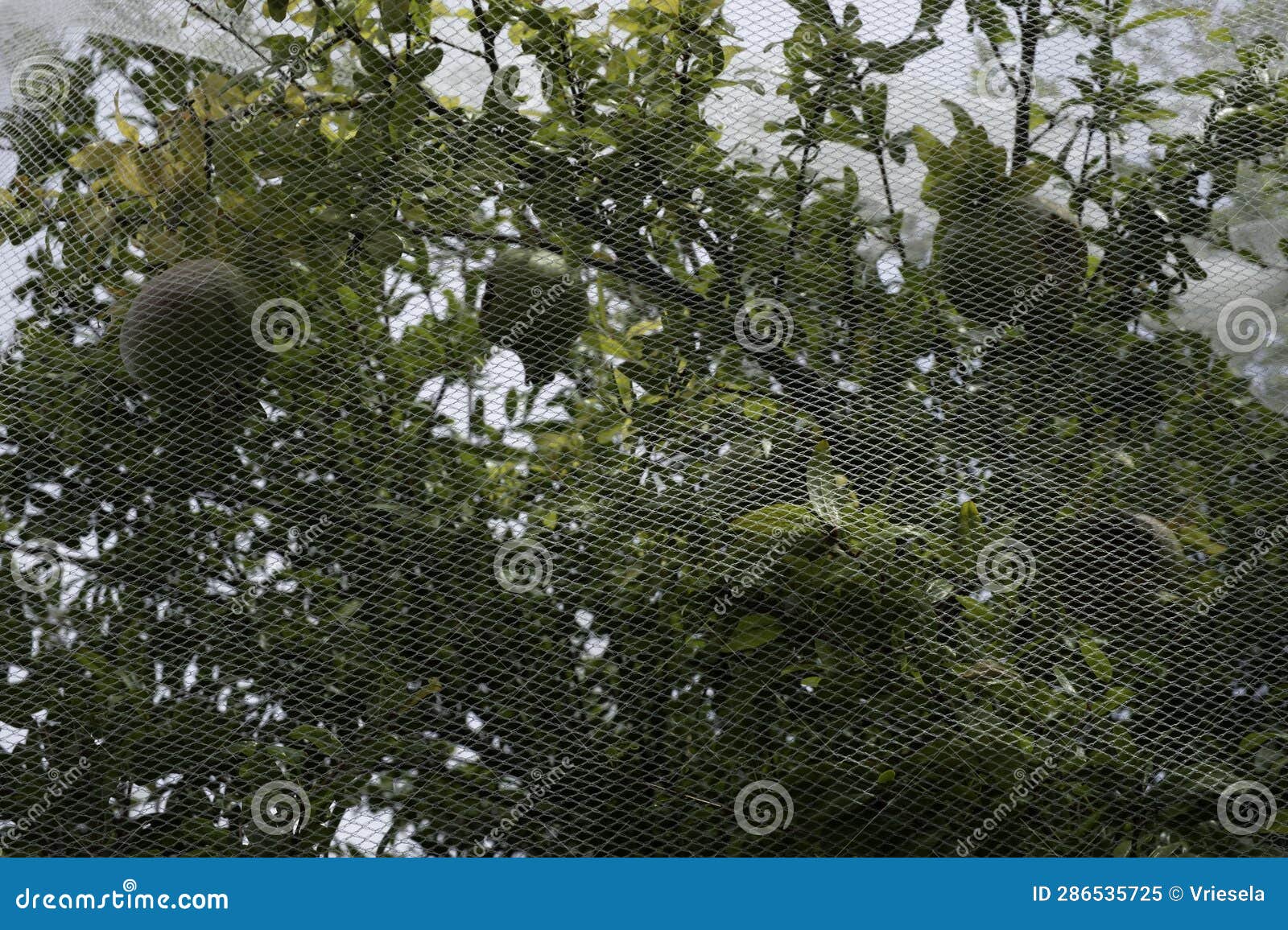 Green Tree with Fruits Protected with Thin Plastic Mesh Against Pecking ...
