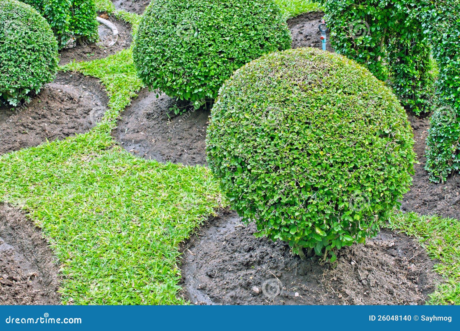 Green tree in the garden stock photo. Image of exterior - 26048140