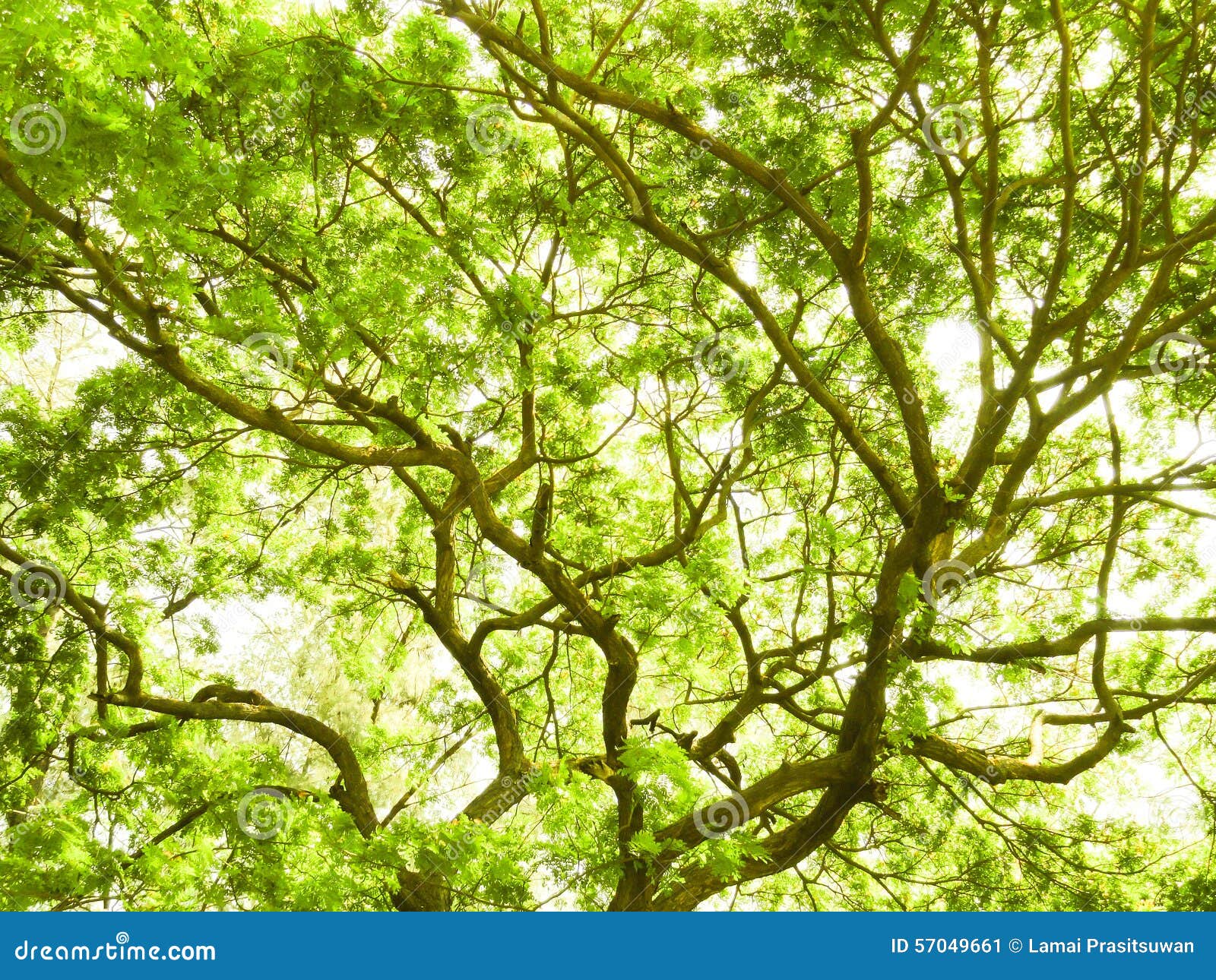 Green tree stock image. Image of sunlight, tree, garden - 57049661