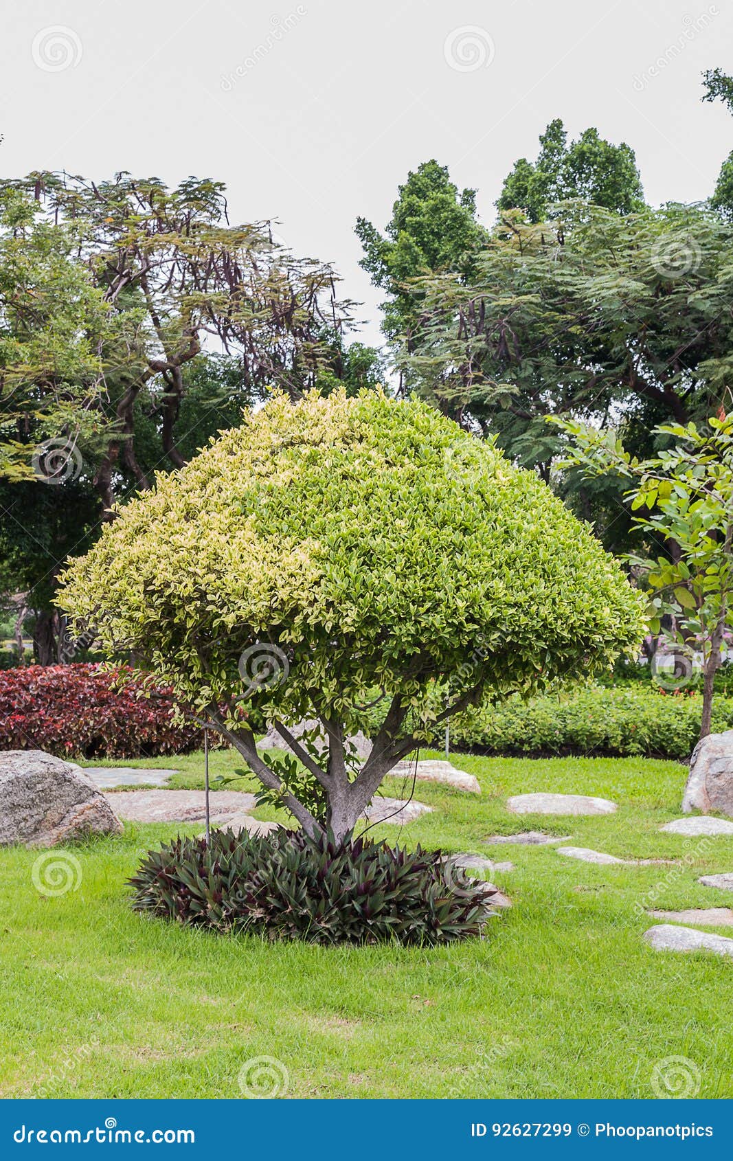 Green tree stock image. Image of nature, summer, leaf - 92627299