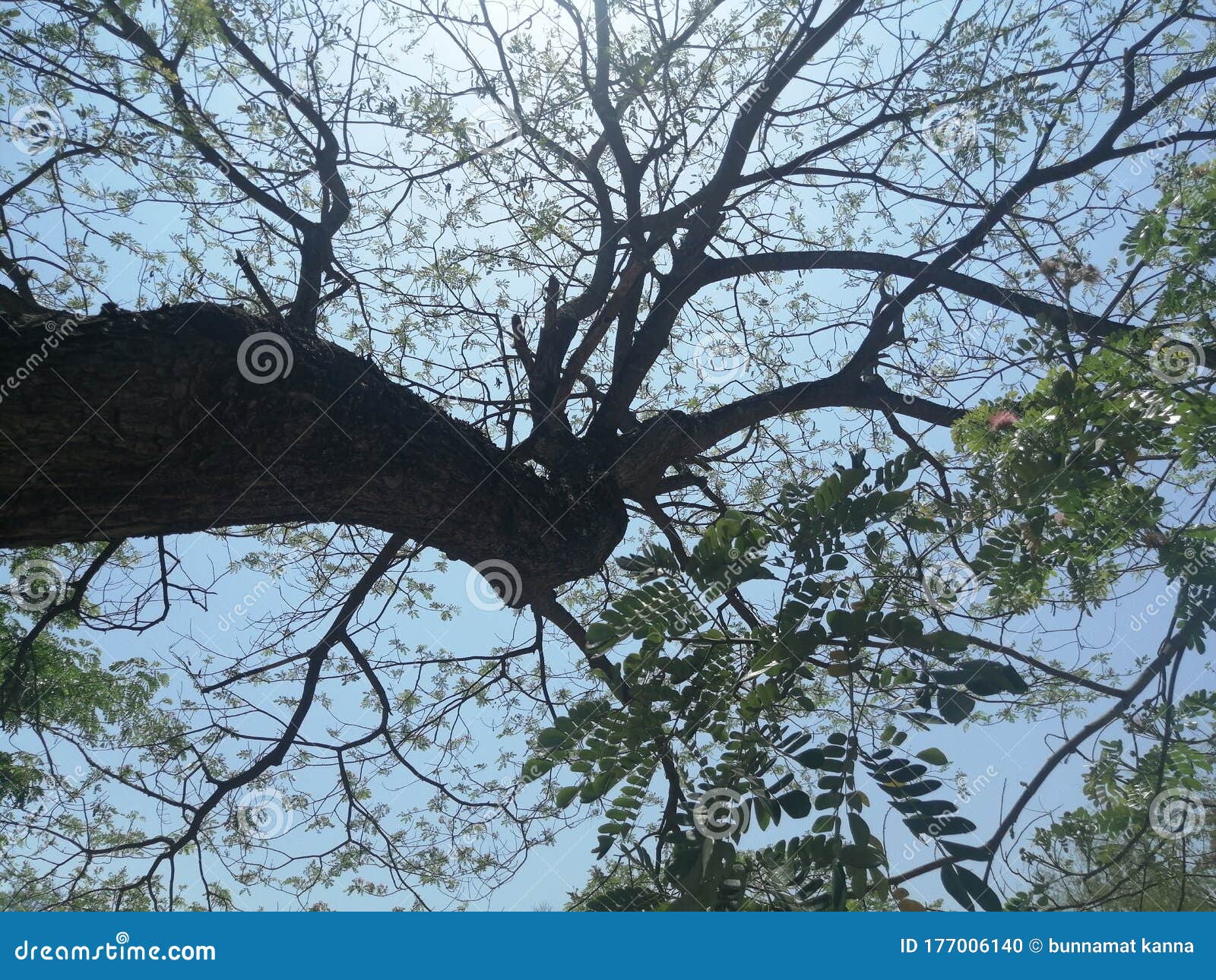 Green tree in the garden. stock photo. Image of close - 177006140