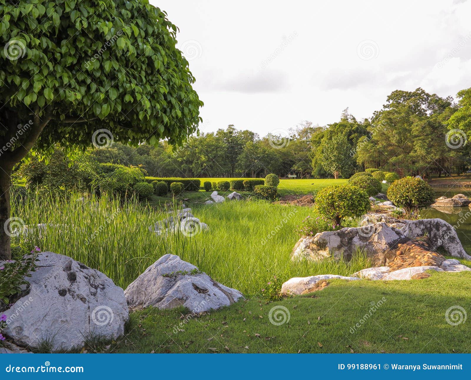 Green Tree Garden Background Stock Image - Image of scene, country ...