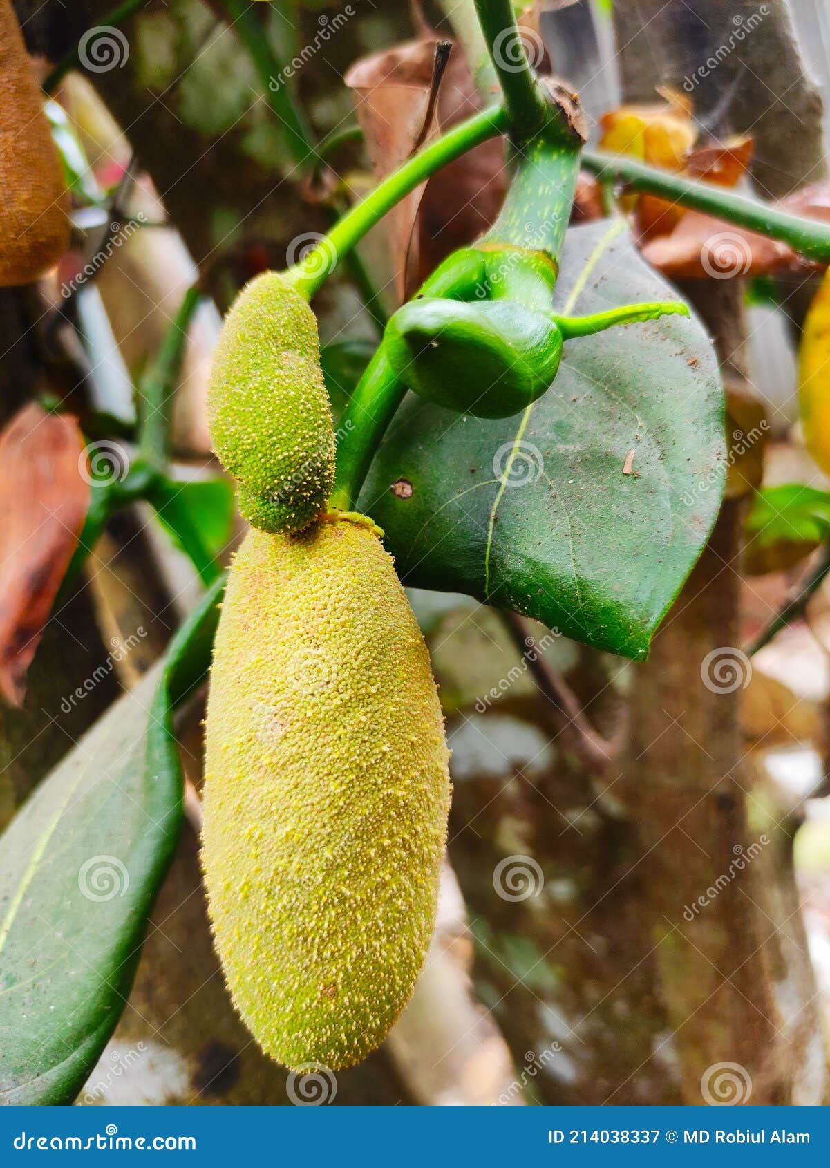 Green Tree in the Garden and Background Stock Image - Image of yellow ...