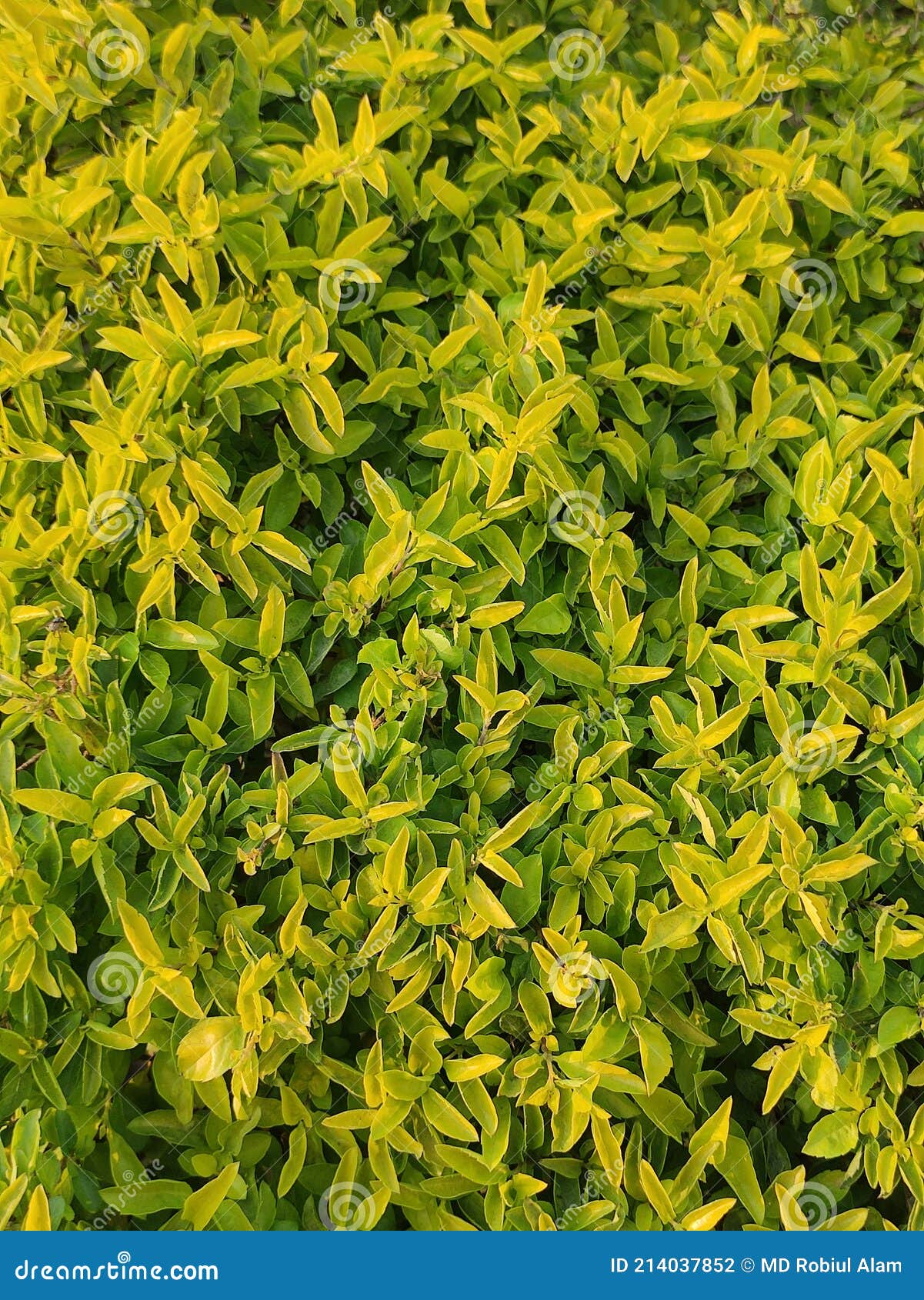 Green Tree in the Garden and Background Stock Photo - Image of garden ...