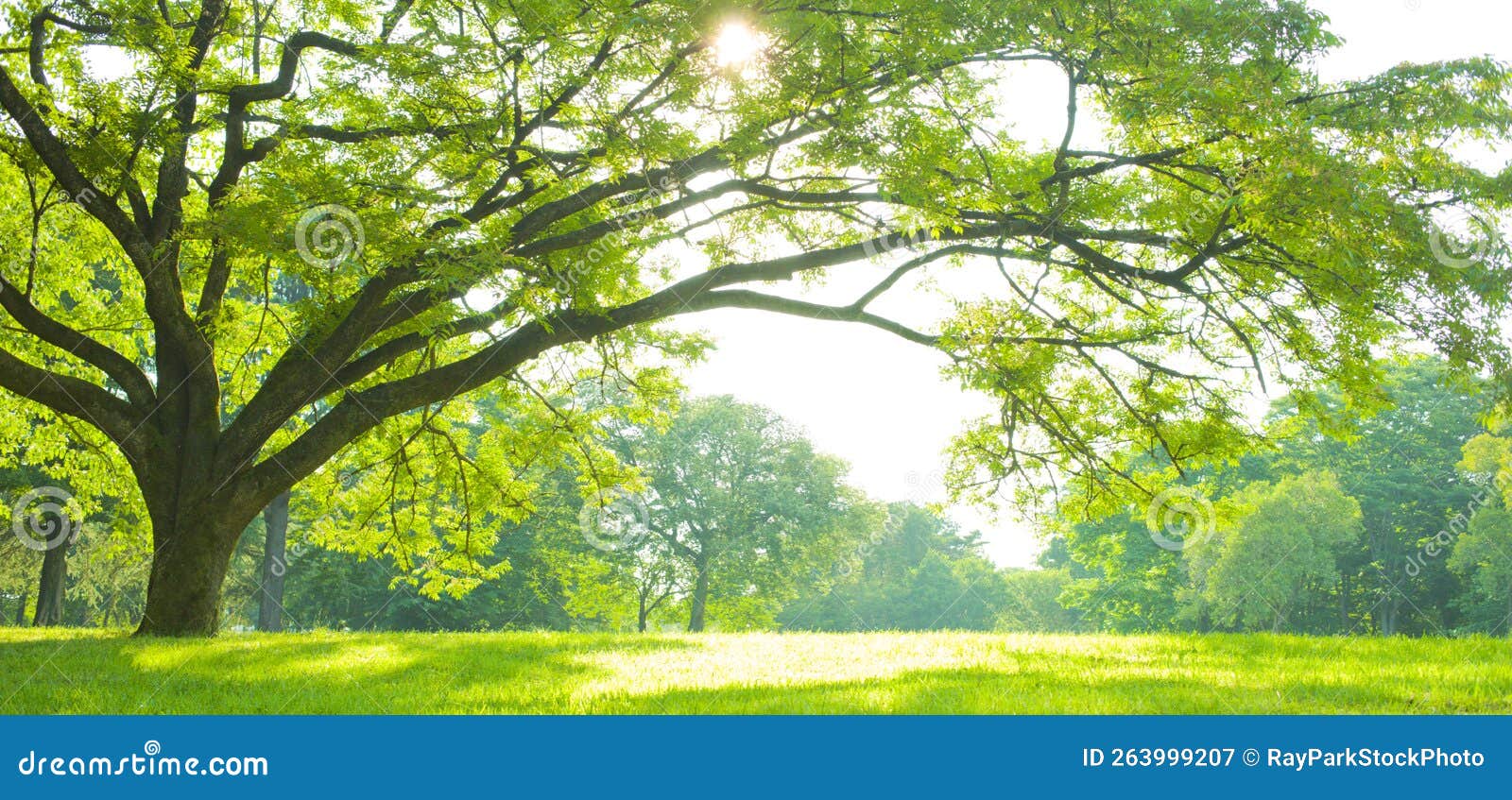 Green tree stock image. Image of meadow, landscape, pasture - 263999207