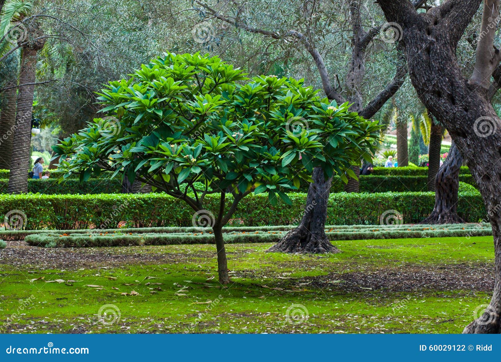 Green tree in the garden stock photo. Image of design - 60029122