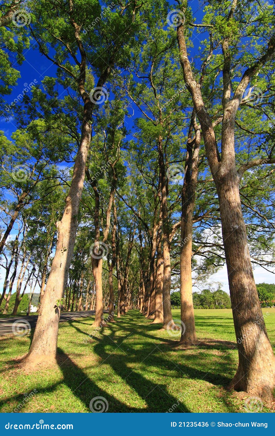 Green Tree on the Grass Land Stock Photo - Image of leisure, deep: 21235436