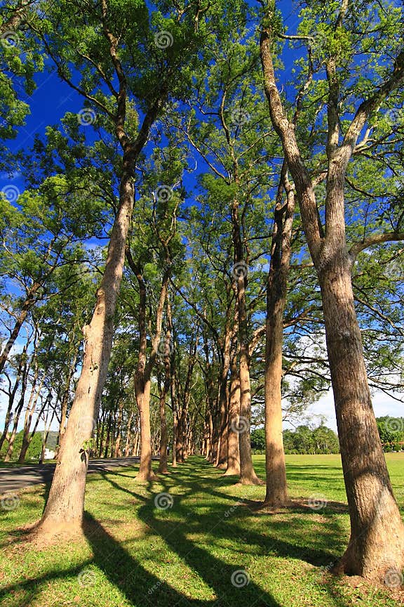 Green Tree on the Grass Land Stock Photo - Image of leisure, deep: 21235436