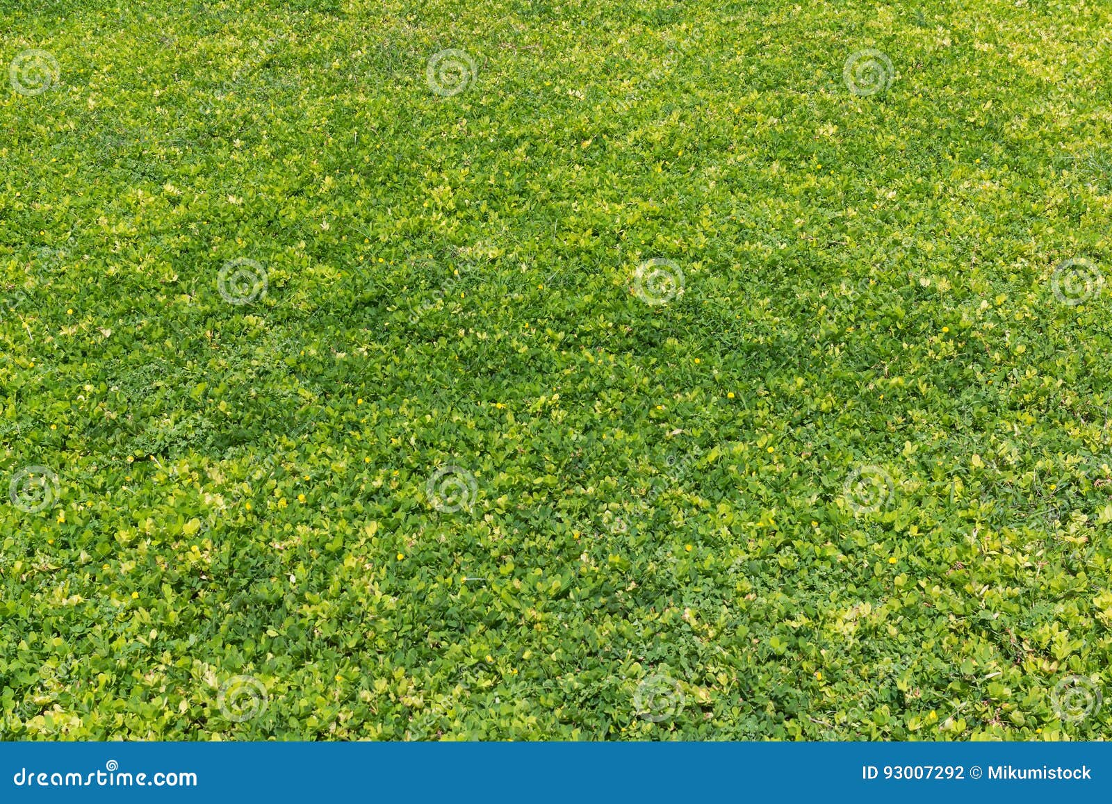 Green tree grass texture stock photo. Image of abstract - 93007292