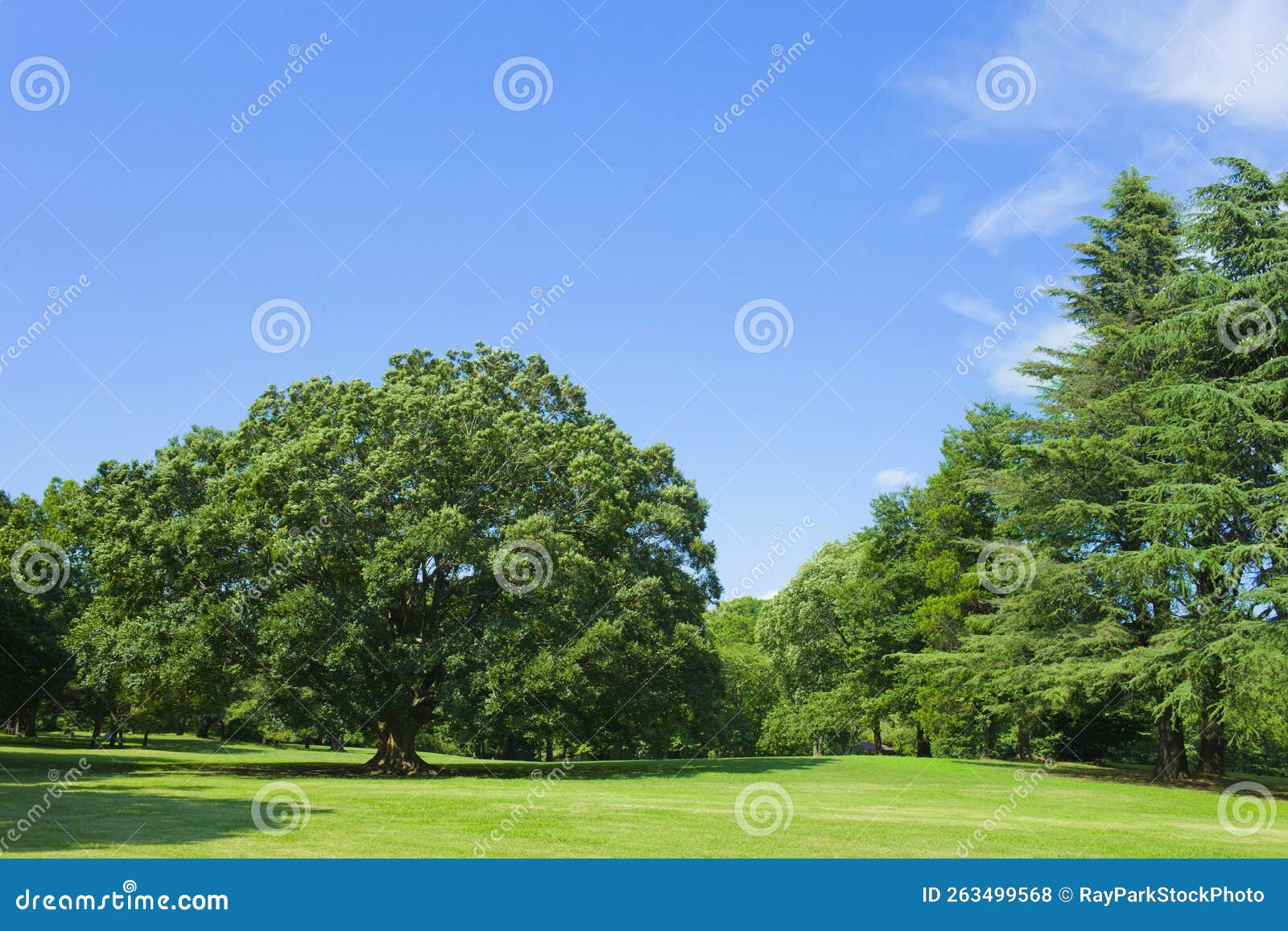 Green Tree stock photo. Image of grass, morning, turf - 263499568