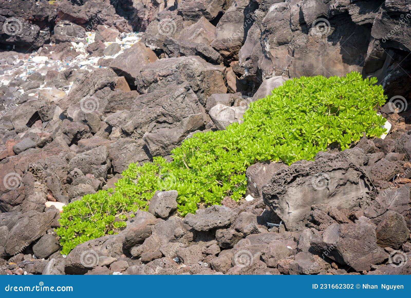 Green tree grow from stone stock photo. Image of beauty - 231662302