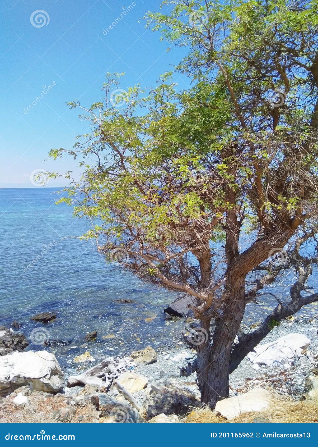 Green Tree Growing at the Beach in Combination of Stones in Manatuto ...