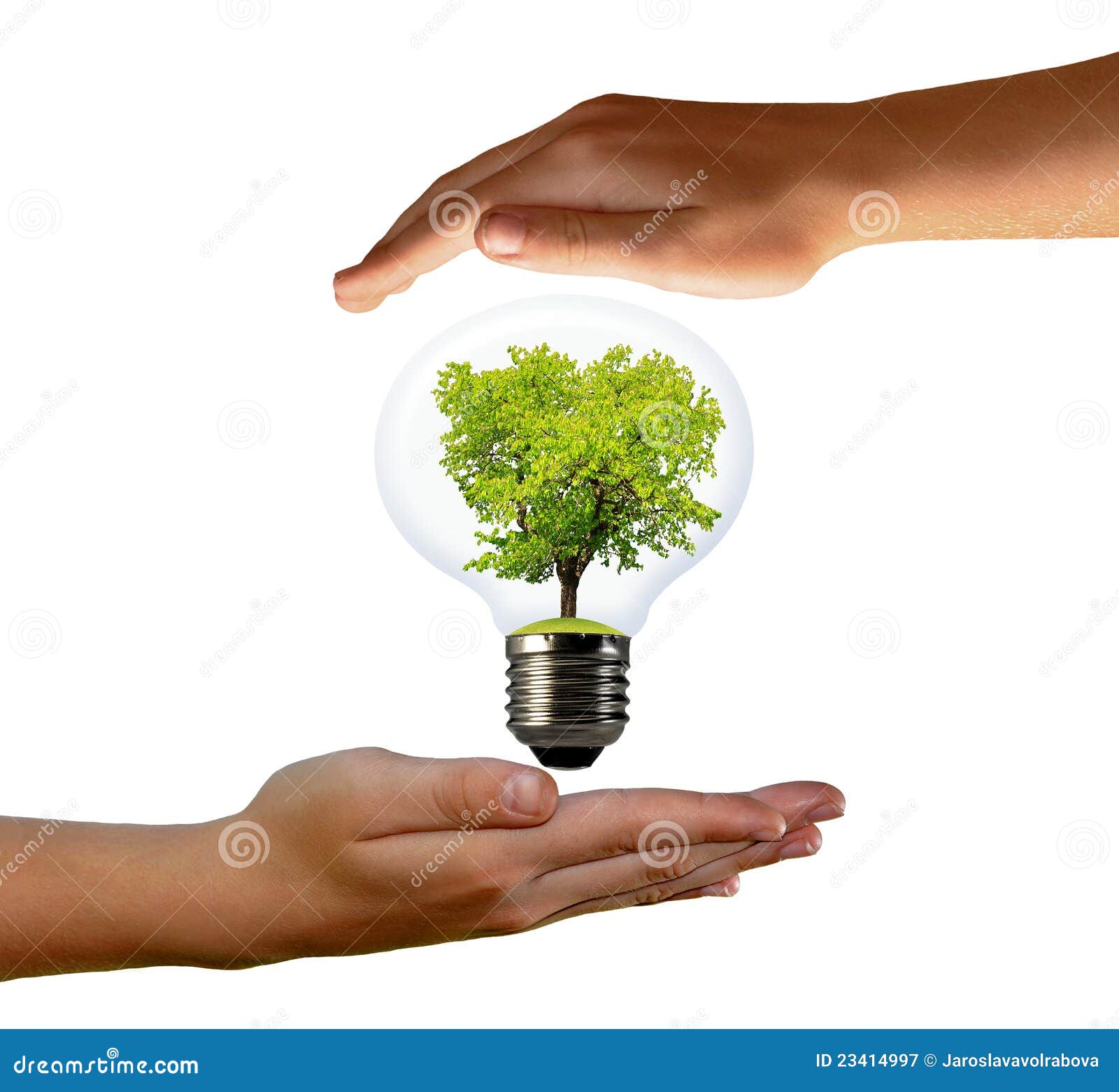Green Tree Growing in a Bulb Stock Image - Image of bulb, light: 23414997
