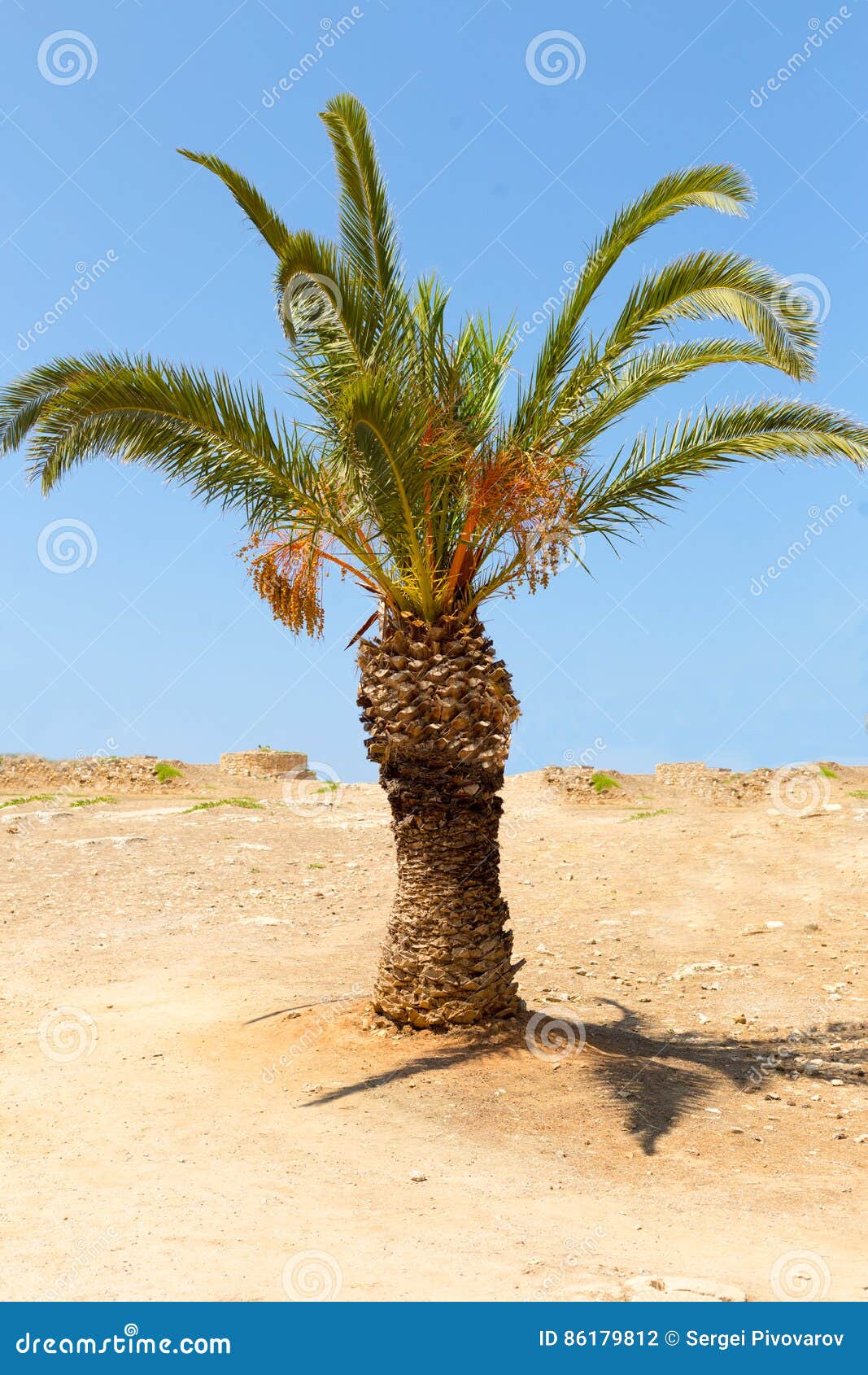 Green Tree Grows in Arid Soil Alone in the Desert Areas Stock Photo ...