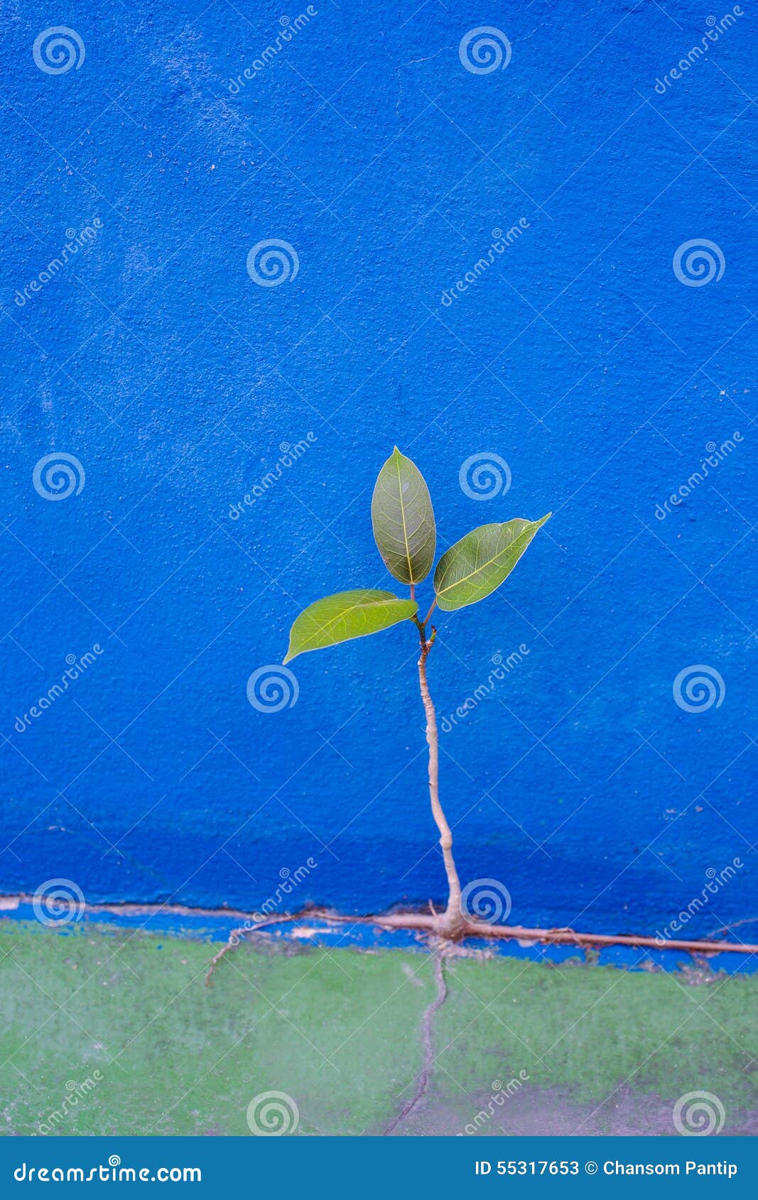 Green Tree Growth from Concrete Wall Stock Image - Image of life ...