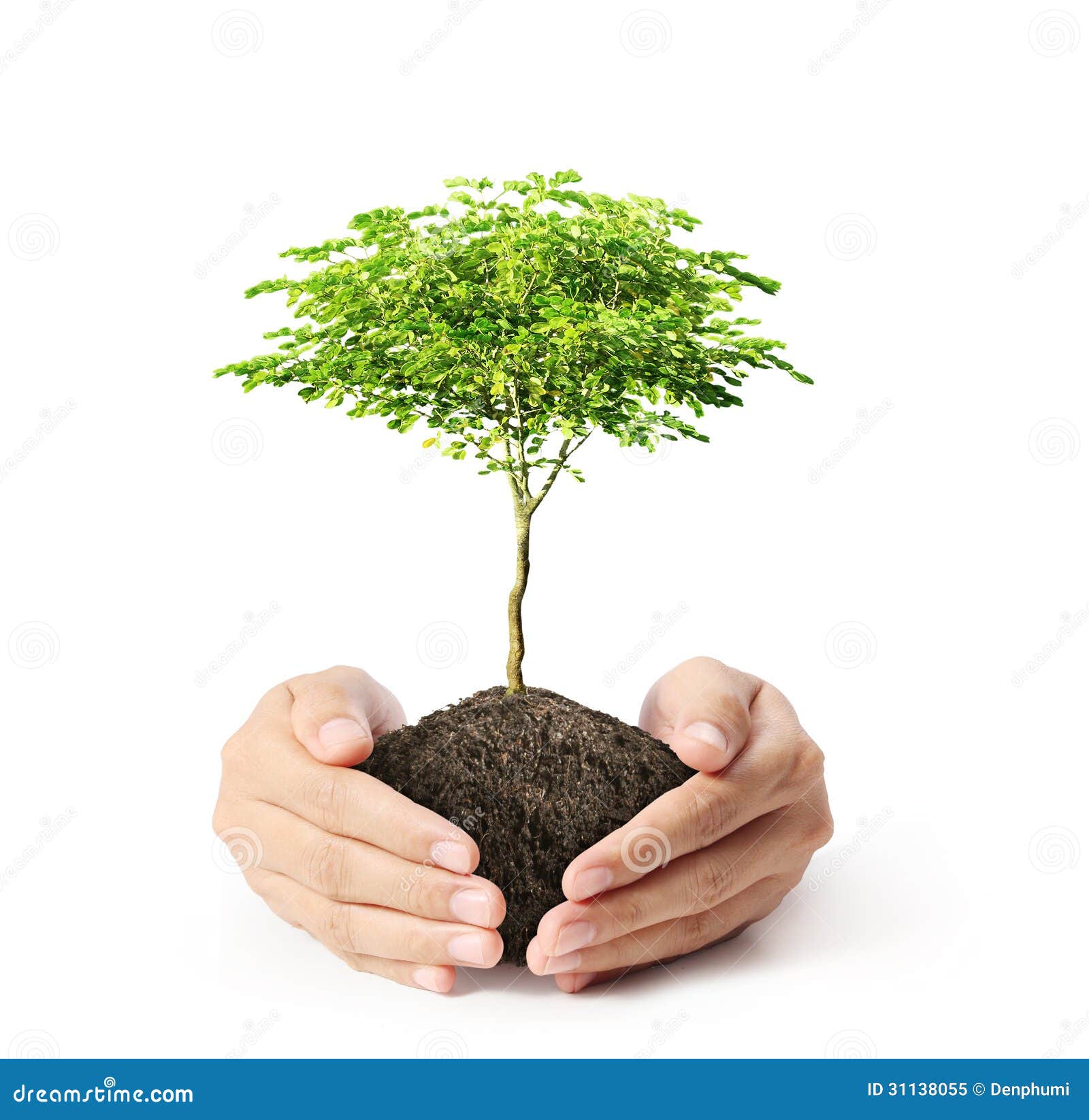 Green tree in hand stock image. Image of agriculture - 31138055
