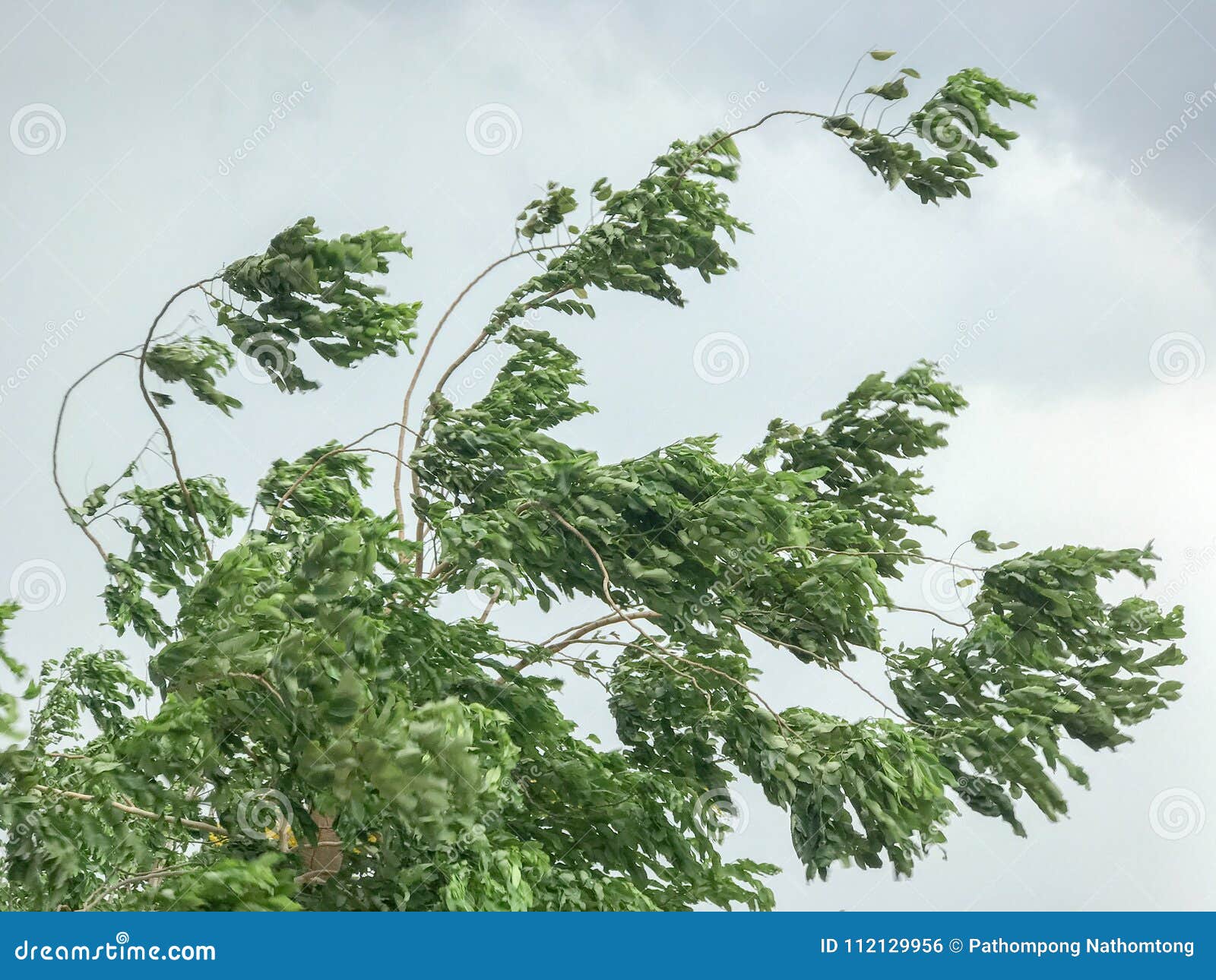 Green Tree during Heavy Wind Stock Photo - Image of environment ...