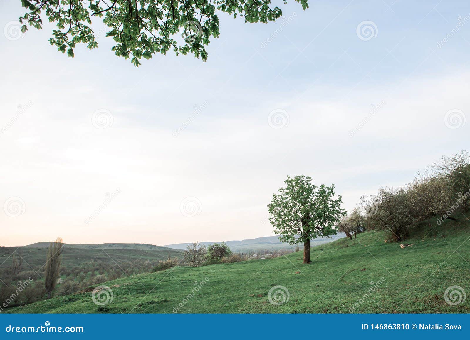 Green Tree on a Hill with Green Grass in Spring. Stock Photo - Image of ...