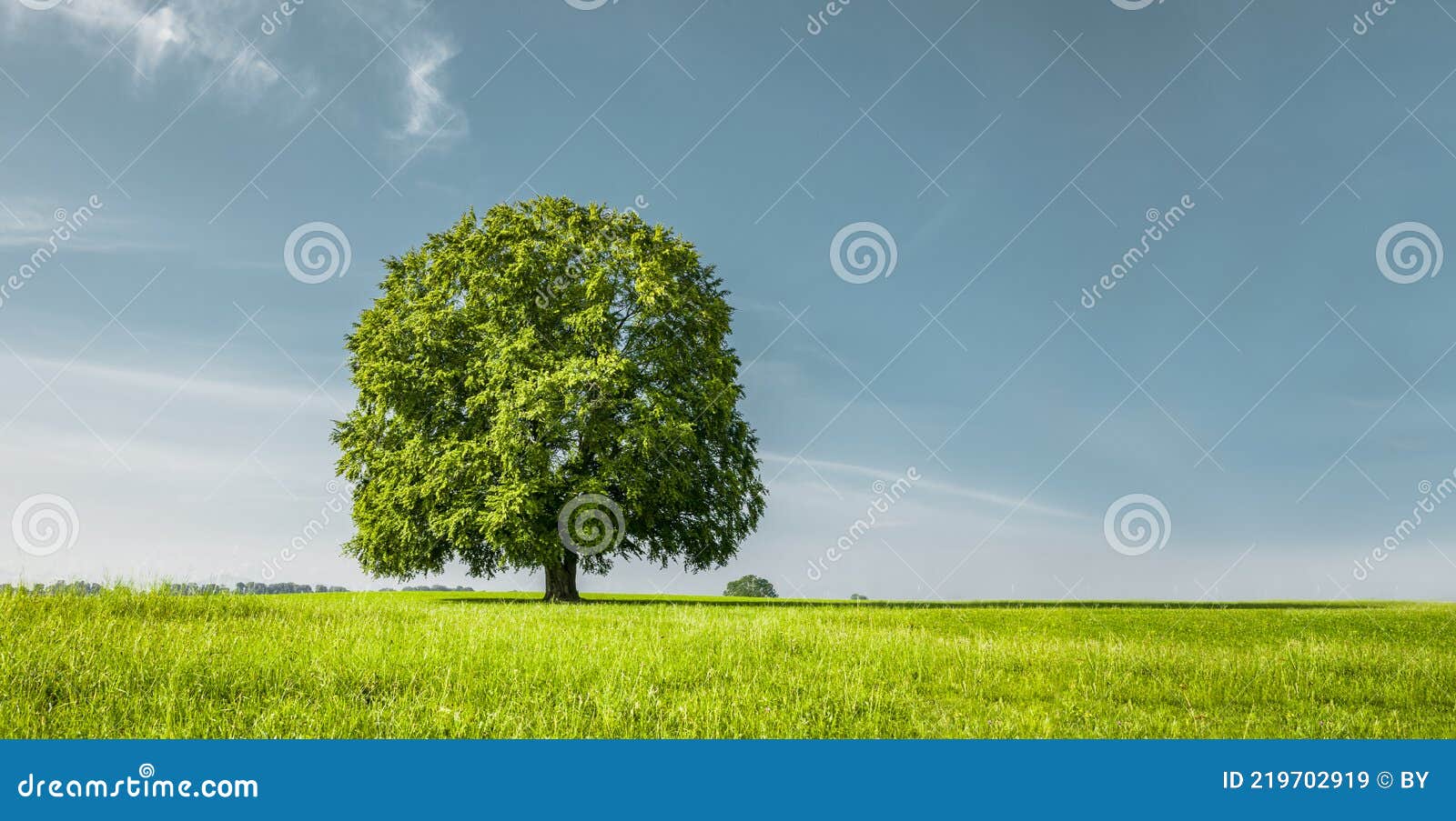 Green tree on a hill stock image. Image of field, panorama - 219702919