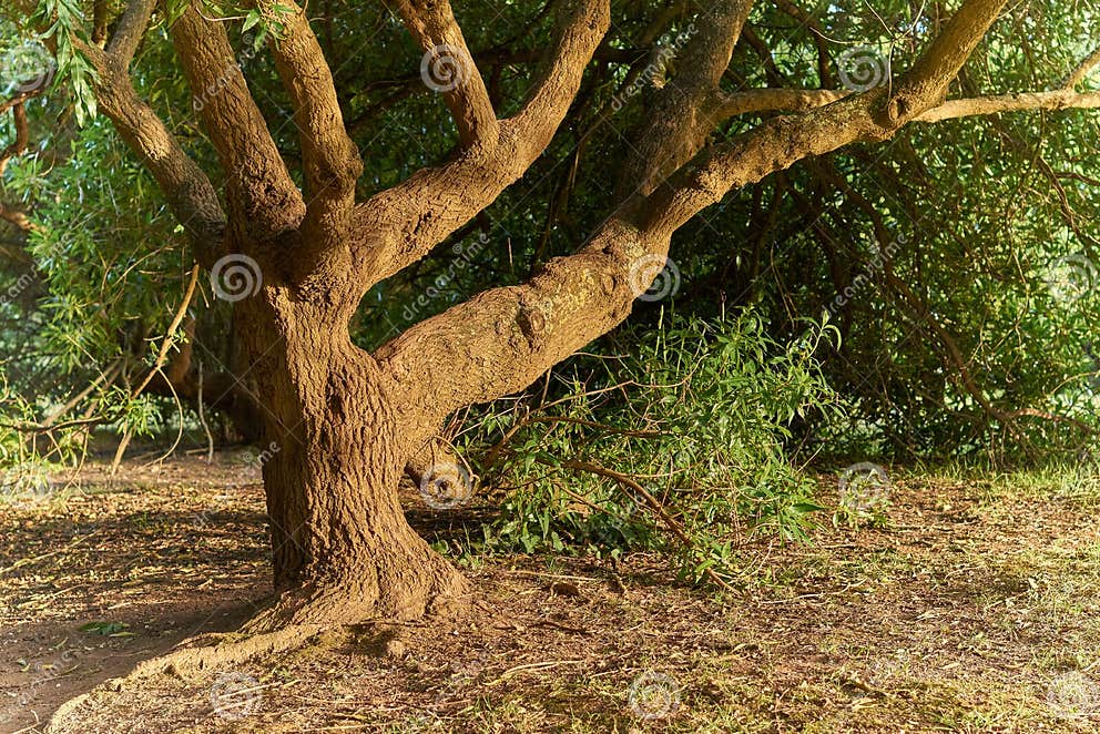 Green Tree with a Huge Tree Trunk in Nature Stock Image - Image of ...