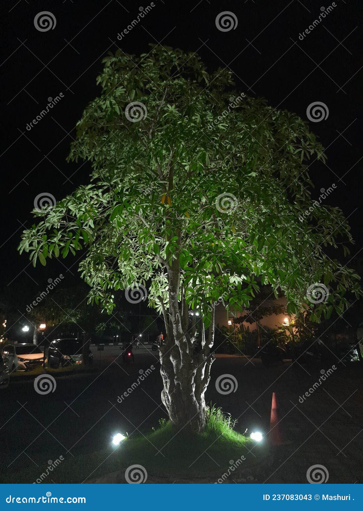 A Green Tree Illuminated at Night Stock Image - Image of dark, night ...