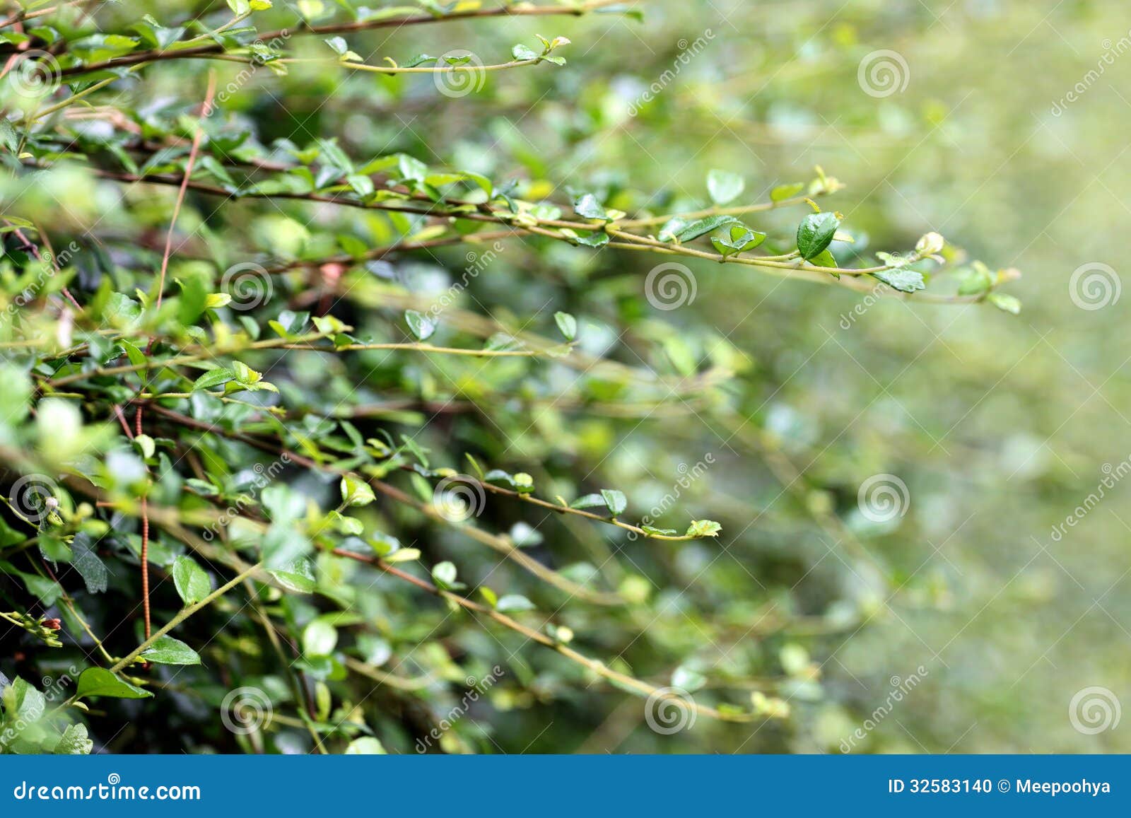 Green Tree Inside the Boundary Wall. Stock Photo - Image of branch ...