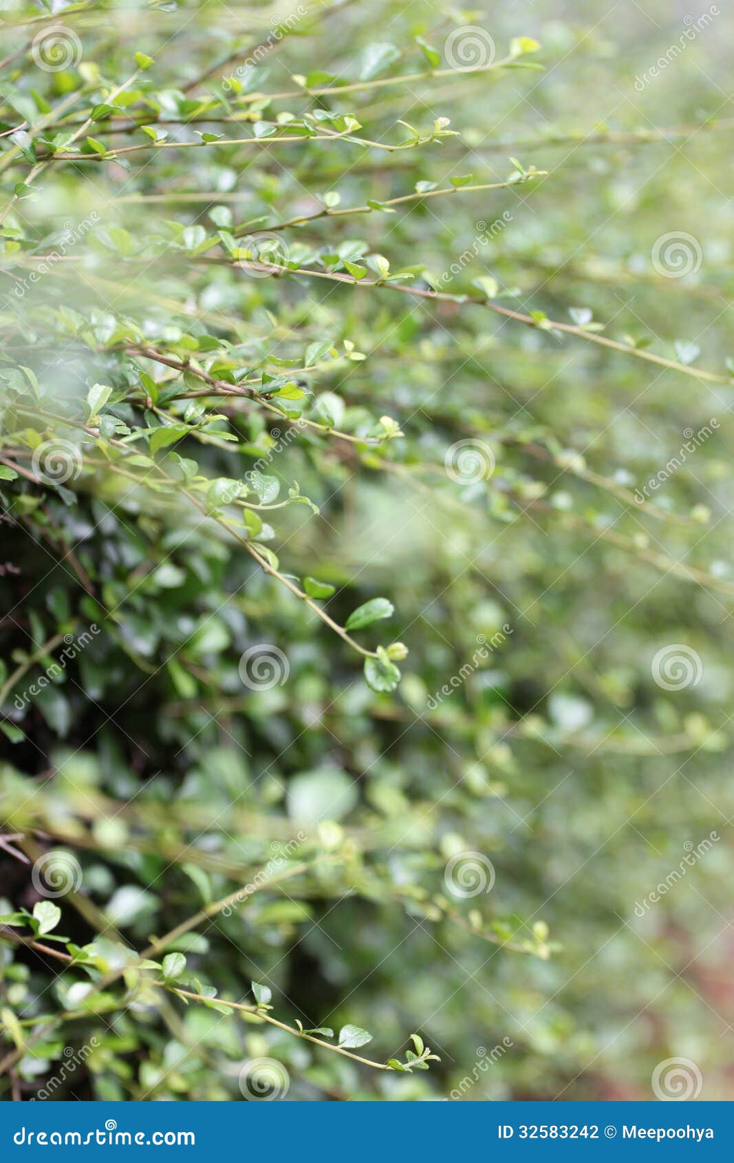 Green Tree Inside the Boundary Wall. Stock Photo - Image of forest ...