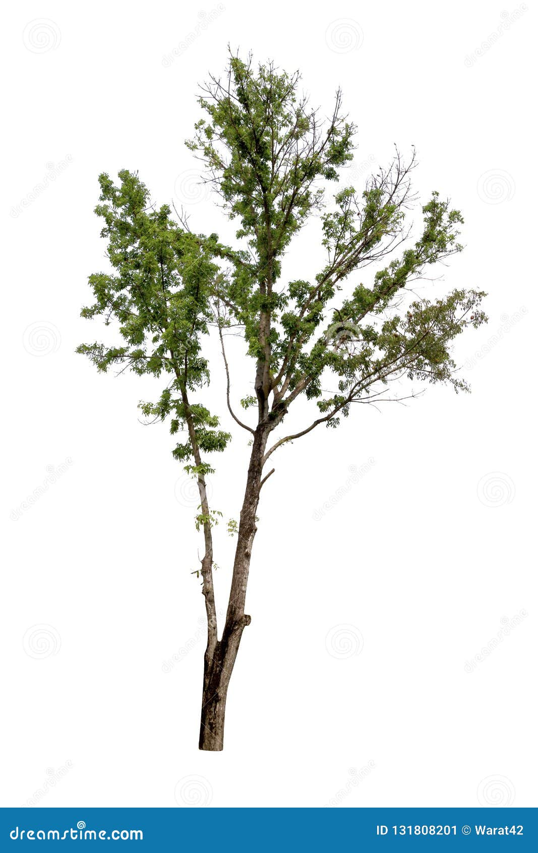 Green Tree Isolated On White Background Stock Image - Image of ...
