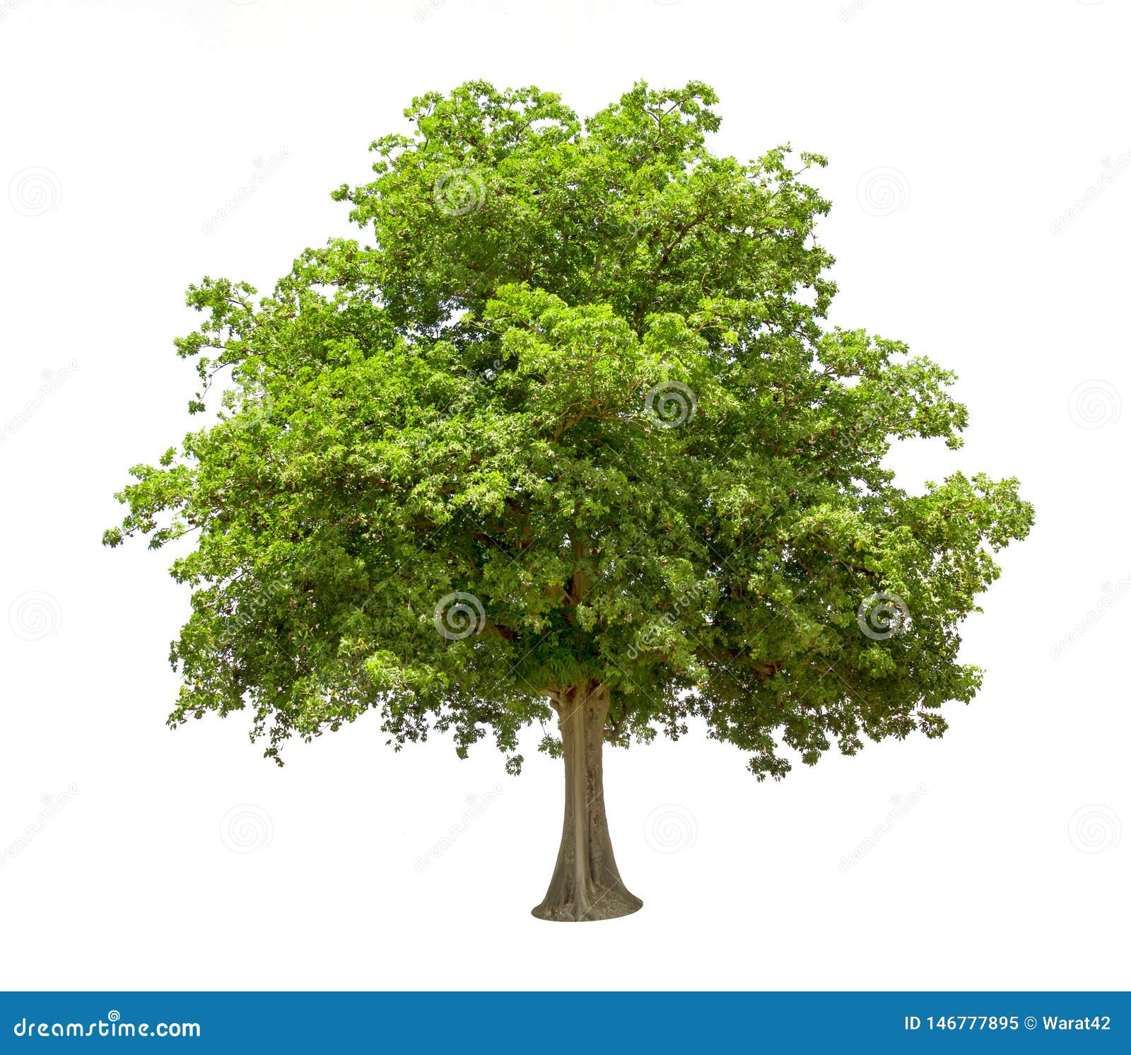 Green Tree Isolated on White Background Stock Image - Image of forest ...