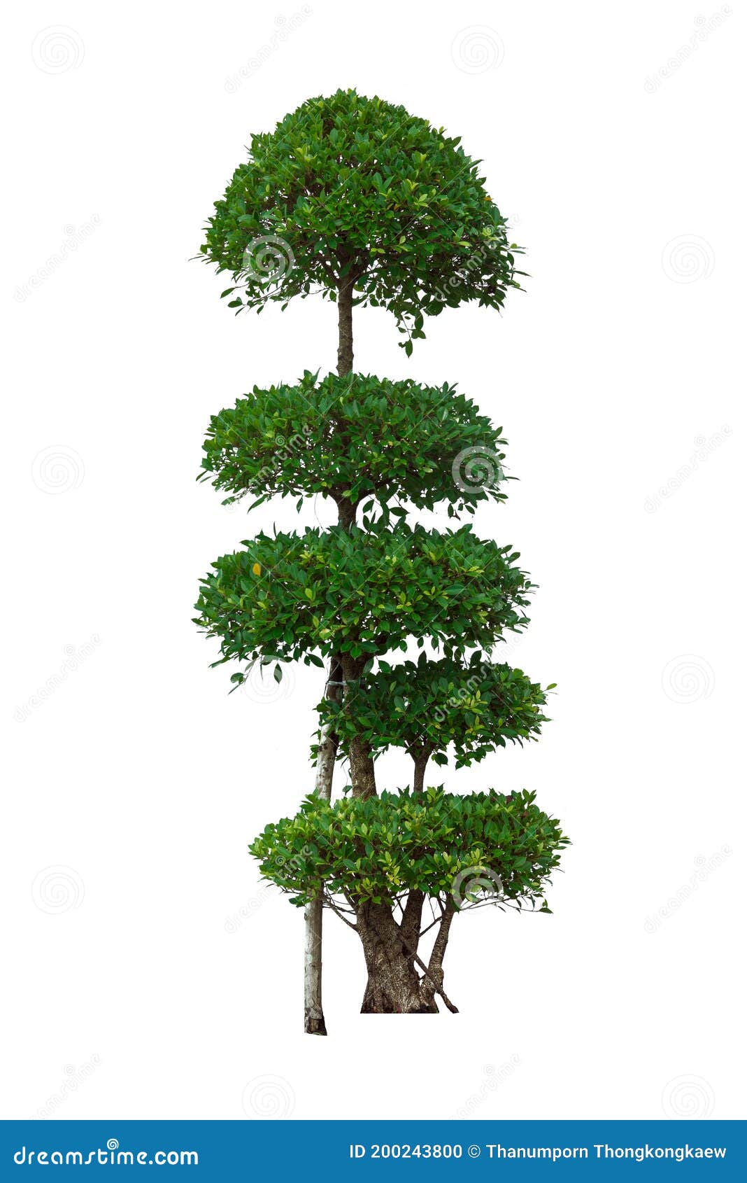 Green Tree Isolated on a White Background Stock Photo - Image of ...