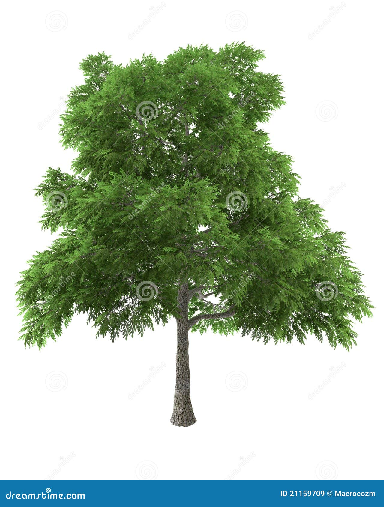 Green Tree Isolated on White Background Stock Illustration ...