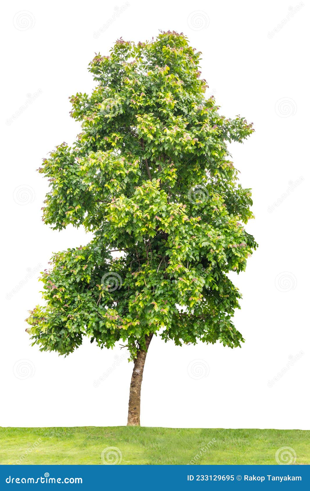 Green Tree Isolated on White Background Stock Image - Image of summer ...